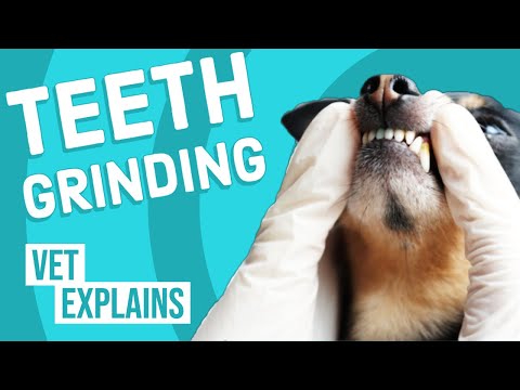 Teeth Grinding (Bruxism) in Dogs