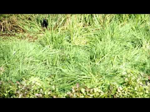 Pukeko chicks