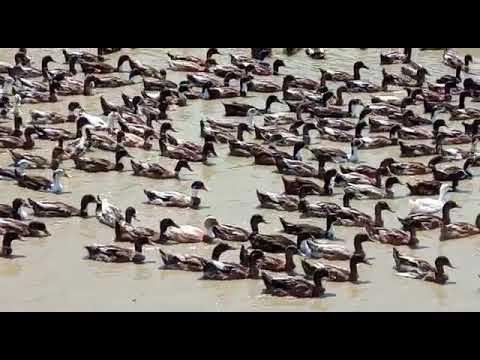 Indian Runner Ducks For Sale