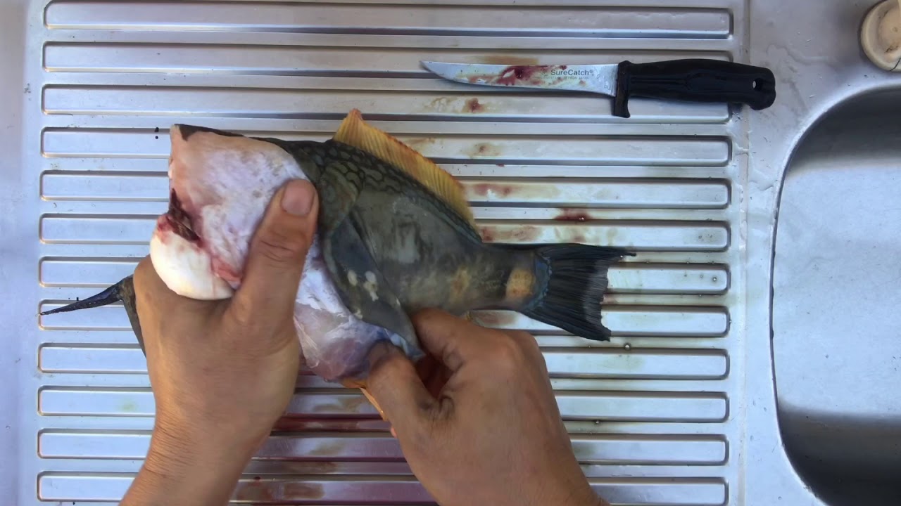 How to Clean a Leatherjacket Fish
