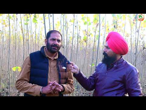 Poplar Tree Farming Business in india