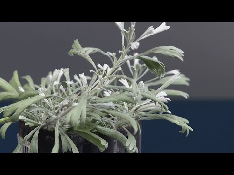 BSU sagebrush restoration