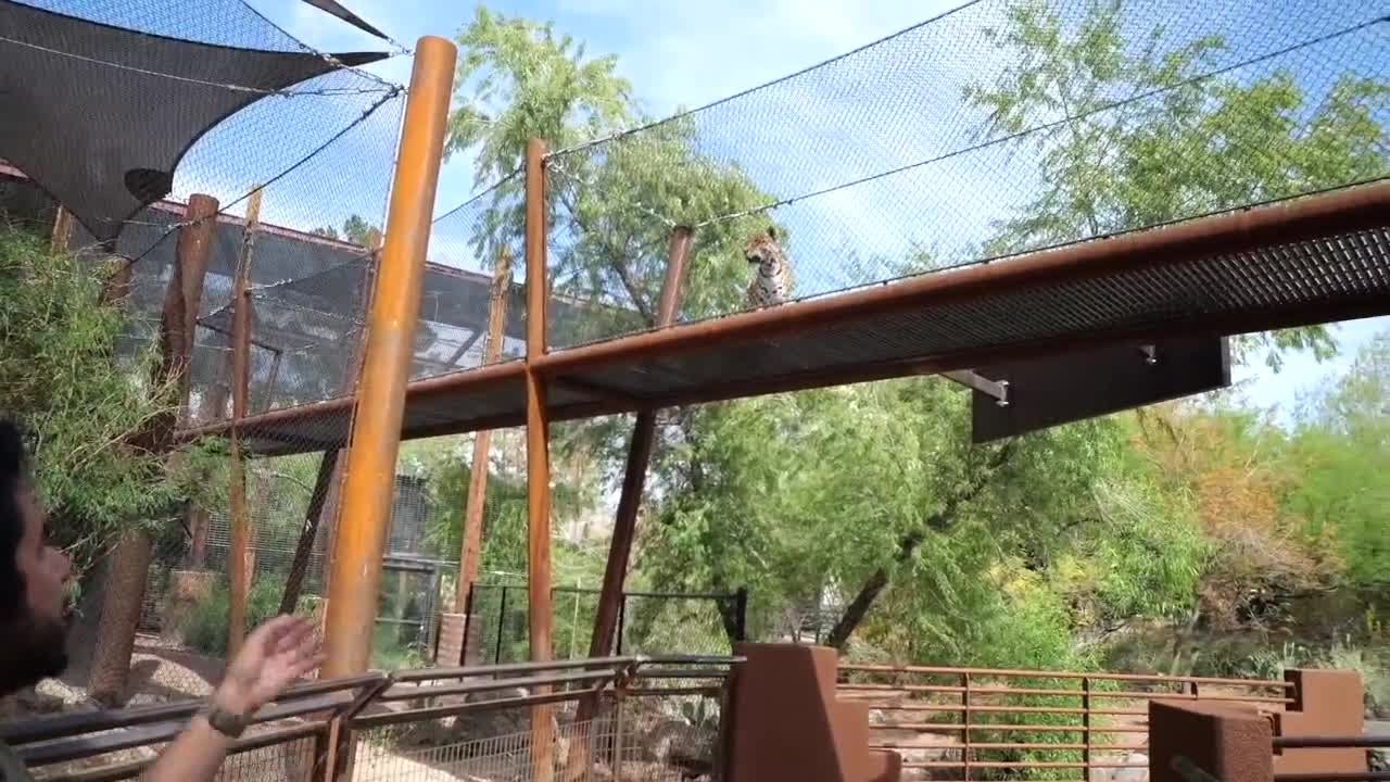 The Phoenix Zoo debuts ‘Big Cats of Arizona,’ a new habitat for mountain lion and jaguars