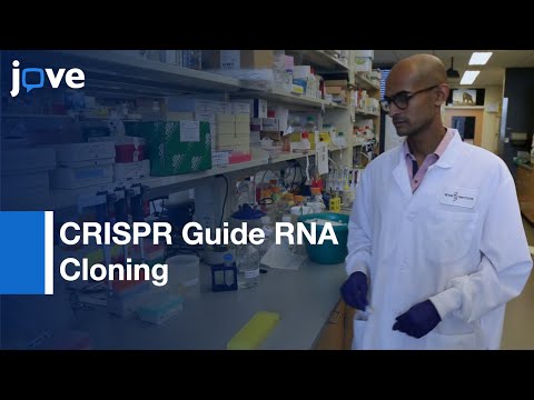 CRISPR Guide RNA Cloning | Protocol Preview