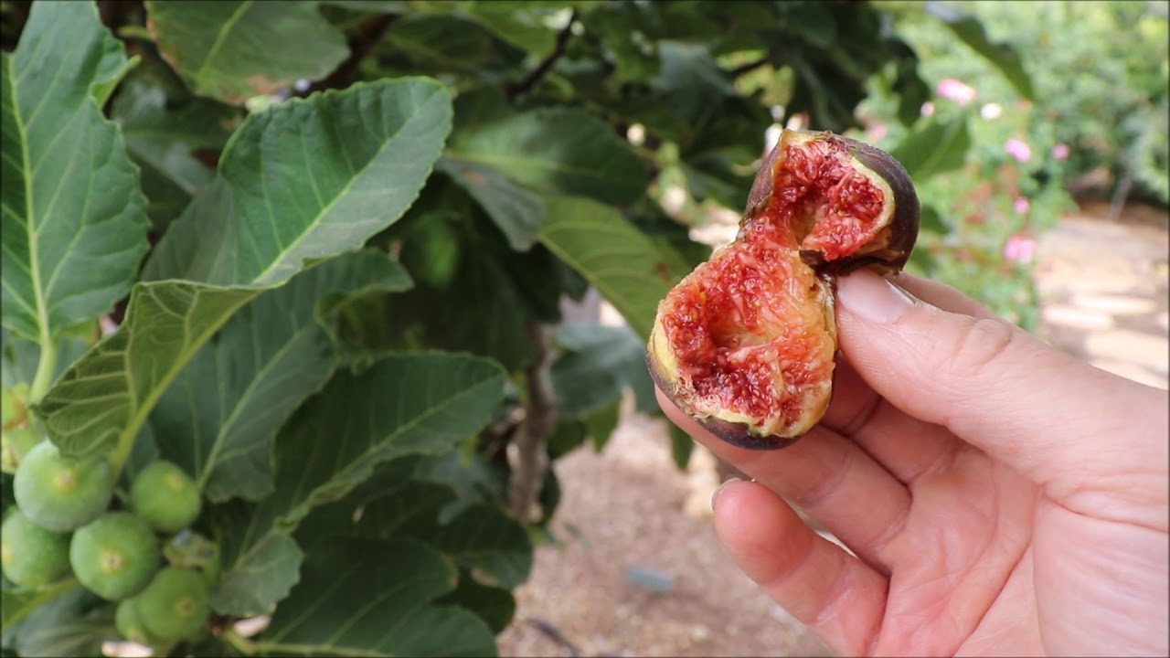 Top 15 Fig Varieties AZ 9B - 2020 Update