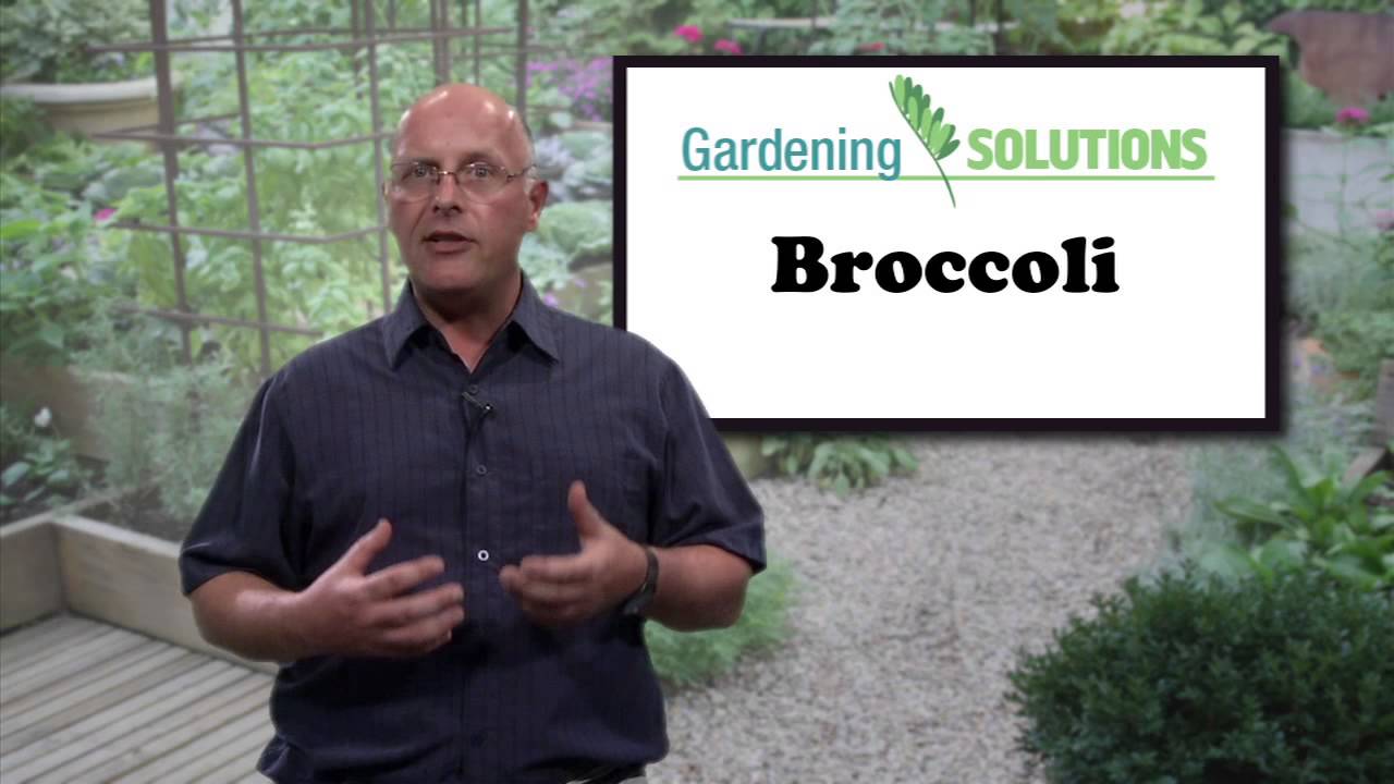 Gardening Solutions - Broccoli