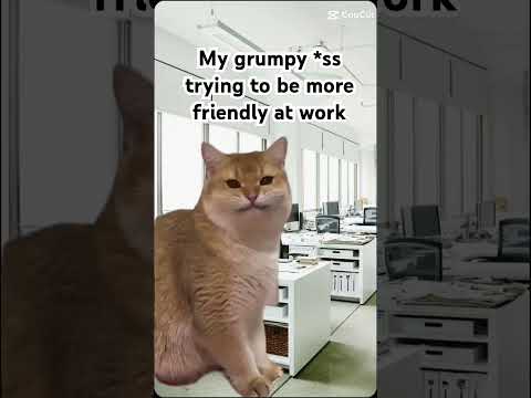 Grumpy #work #slavery #grumpycat #coworkers #workmeme #memes #boring #hr #office #jobs #job #lol #no