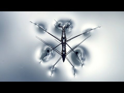 UA Entomology