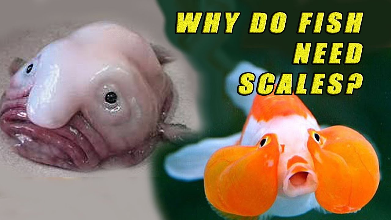 Why Do Fish Need Scales?