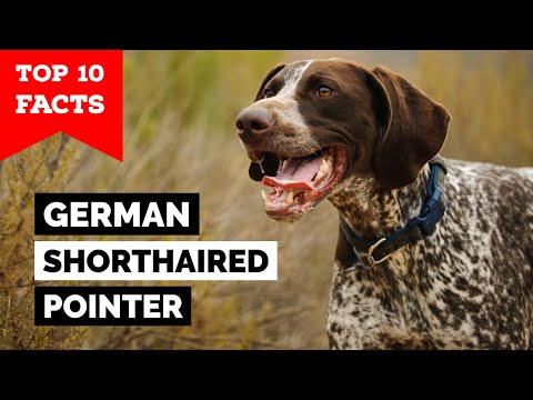 German Shorthaired Pointer - Top 10 Facts