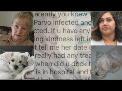 Surprise, Mesa women say man on Craigslist sold them sick puppies