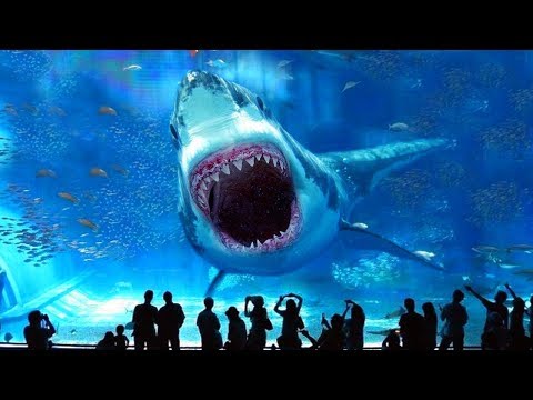 8 Wild Animals That Can't Be Kept In A Zoo!