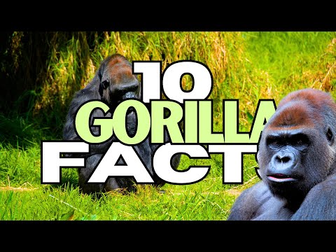 10 Fun Facts About Gorillas