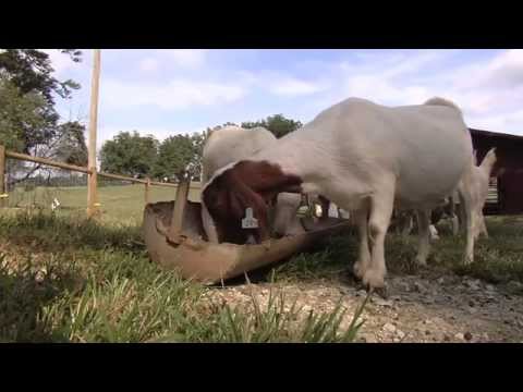 North Georgia Farm Raises Goats For Show Rings