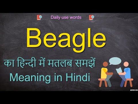 Beagle meaning in English || Beagle Meaning || Meaning of beagle in Hindi || Beagle
