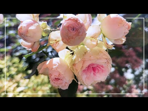 Autumn Rose Garden Tour with names | october 2024| David Austin,Kordes,Tantau,Tom Carruth