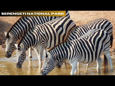 Roaming the Serengeti: Witnessing the Marvelous Animal Migration