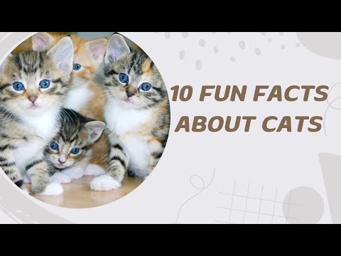 10 Fun Facts About Cats