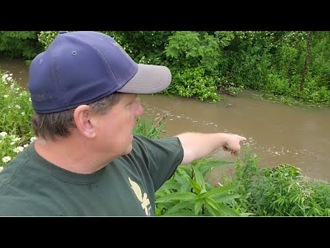 One Eye On My Yard, The Other On The Creek