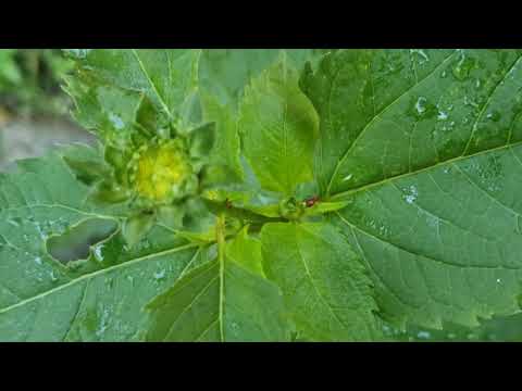 🌻HOW TO GET RID OF RED APHIDS ON HELIOPSIS NATURALLY 🌻