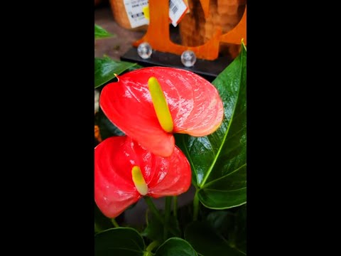 What flowers sell during the month of October in Hawaiian stores?