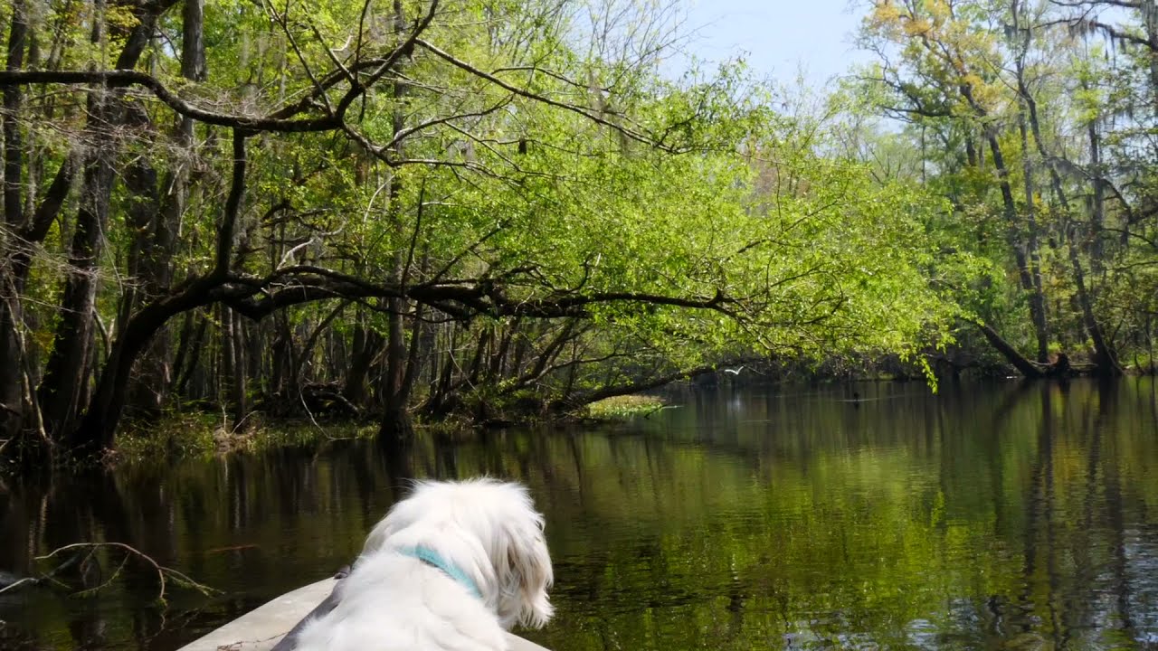 Black River Cypress Preserve Teaser 2021