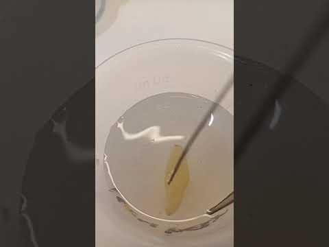 Raisins in the Hypertonic solution and Hypotonic solution | Results | By -Nitika Anand