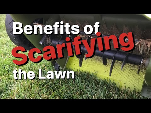 Scarify the Lawn