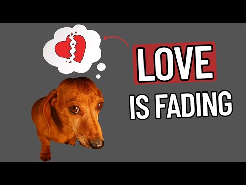 Dog Trainer Reveals: 30 Things You Do That Your Dog Secretly Hates