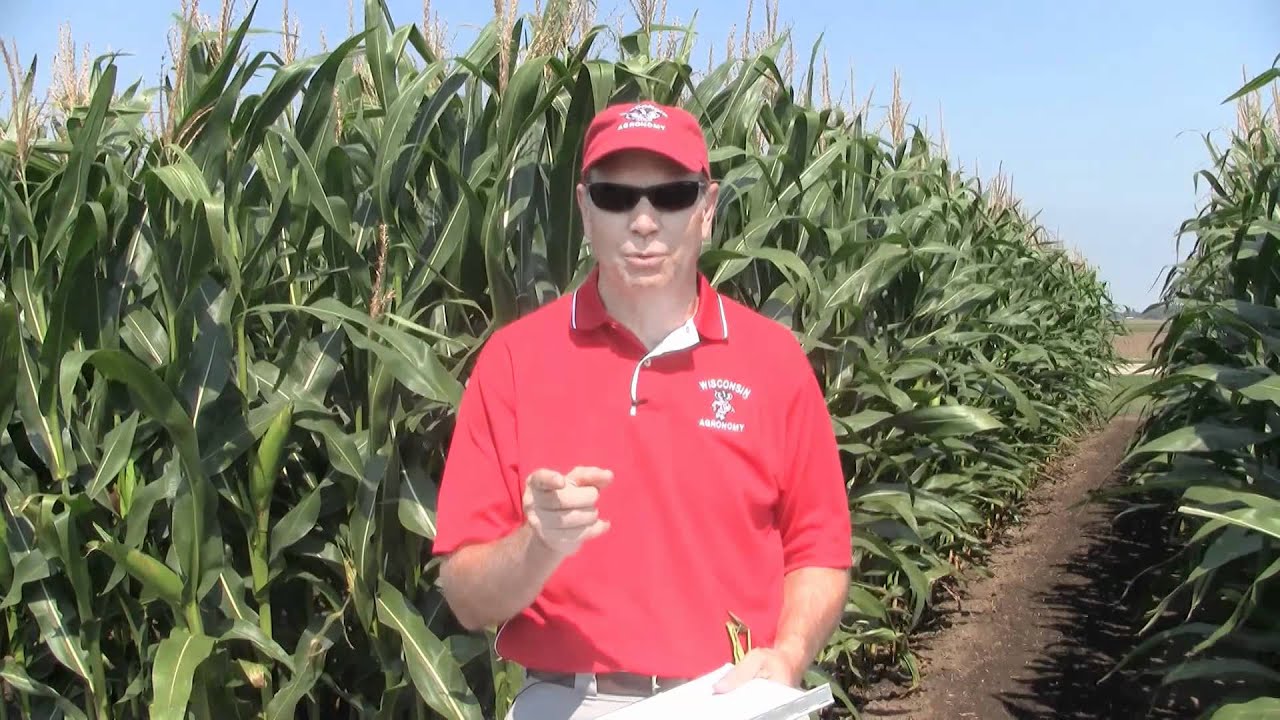 Corn Yield Estimates and their Predictive Value