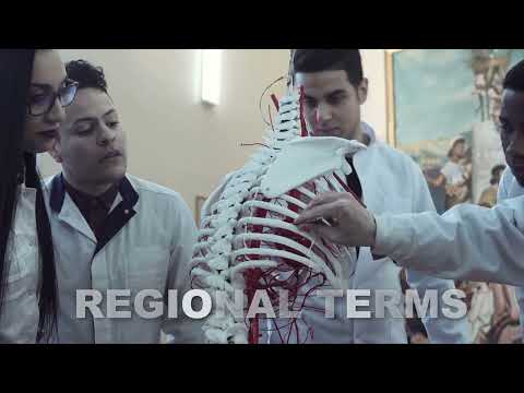 Anatomical Regions Regional Terminology Made Easy!