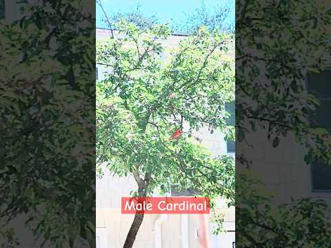 "Cardinals Appear When Angels Are Near" 😇Latin root word "Cardo"; meaning: a Hinge
