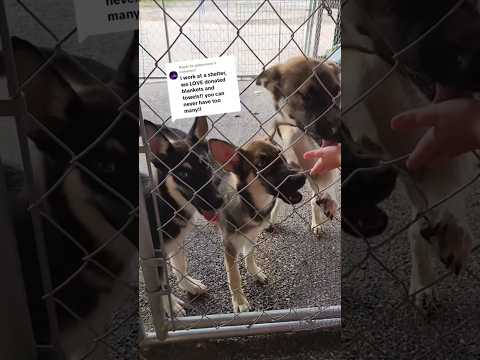 "Animal shelters can never have too many blankets and towels! Your donations help