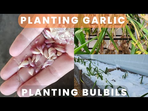 Grow Garlic from Bulbils 🧄