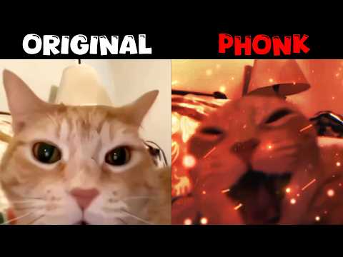 Cat Laughing Meme Original vs Phonk