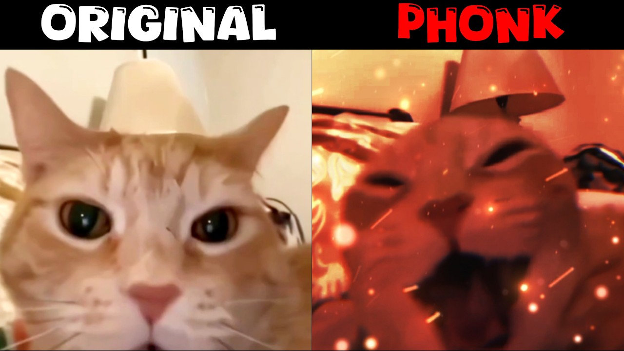 Cat Laughing Meme Original vs Phonk