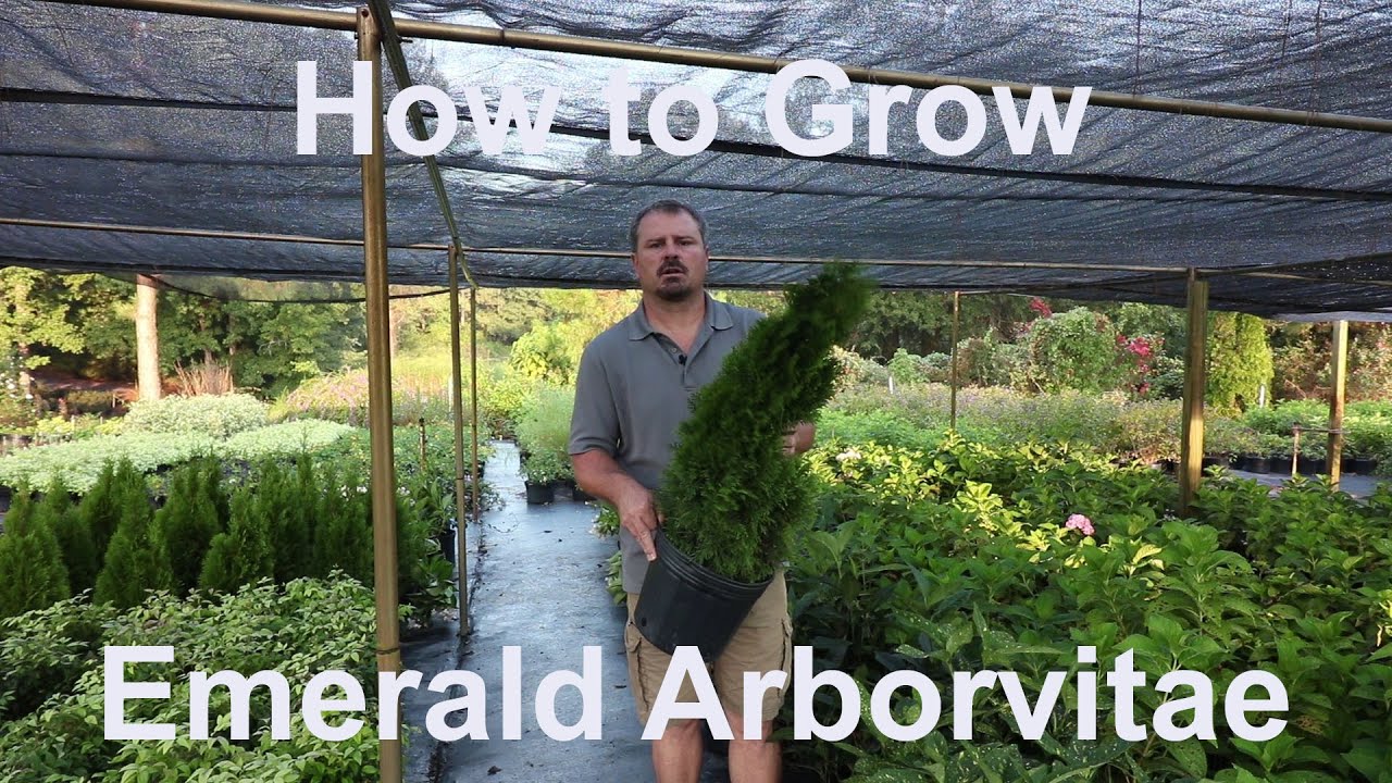 How to grow Emerald Arborvitae (Thuja occidentalis 'Smaragd') with detailed description