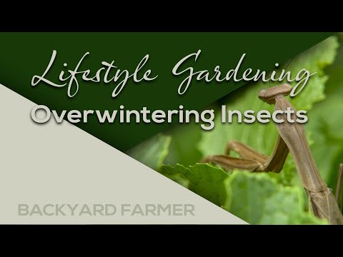 Insects in Winter