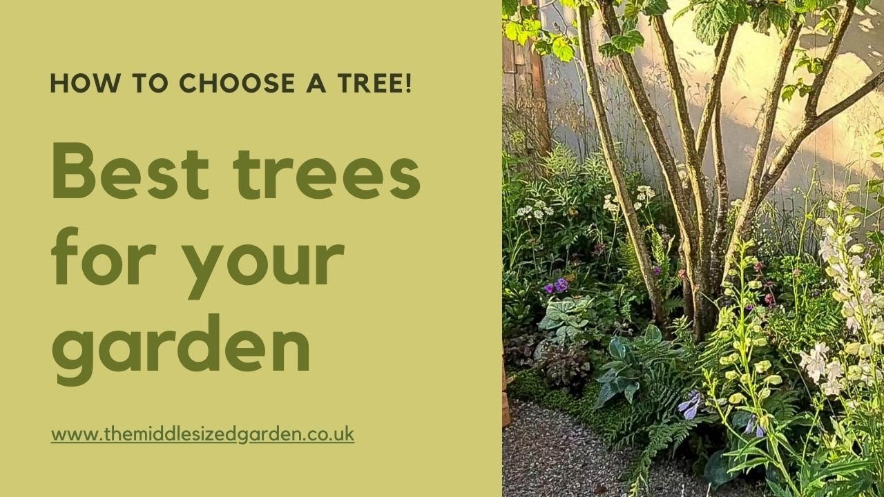 Trees for small gardens - expert tips and new ideas