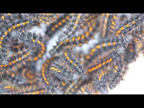 Bay Checkerspot Larvae in action – Creekside Science