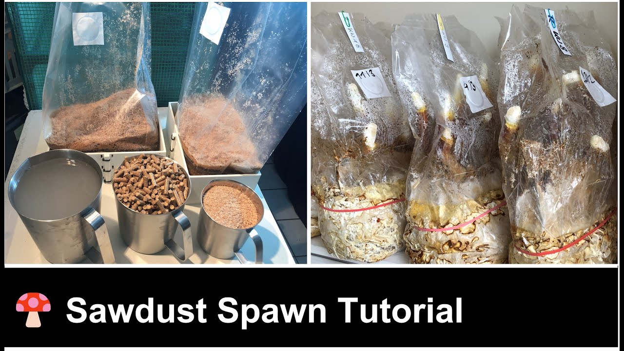 2.3 Mastering Sawdust Spawn