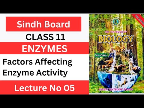 Factors Affecting Enzyme Activity EXPLAINED 🔥 | Class 11 Biology Chapter 2 | Sindh Board