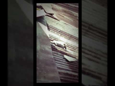Dead rat on the roof! Symbolism of the defeat of an enemy!🙅👑