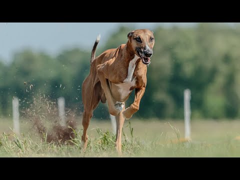 AZAWAKH DOG🐶 BREED - LEGEND AND FAST HUNTER OF THE SAHARA | 👍ANIMALS