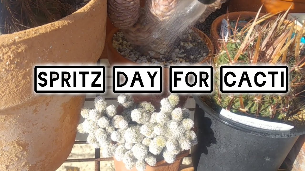 Cacti 'It's Spritz Day' 😁🌵