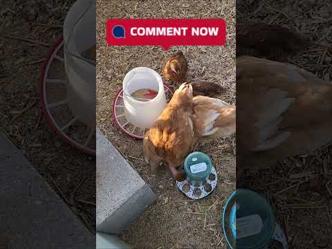 Our Chick has an Injured Beak #backyardchicken #adorablechicks #chicks