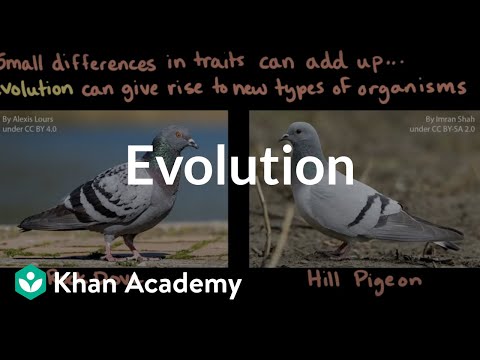 Evolution (video) | Khan Academy