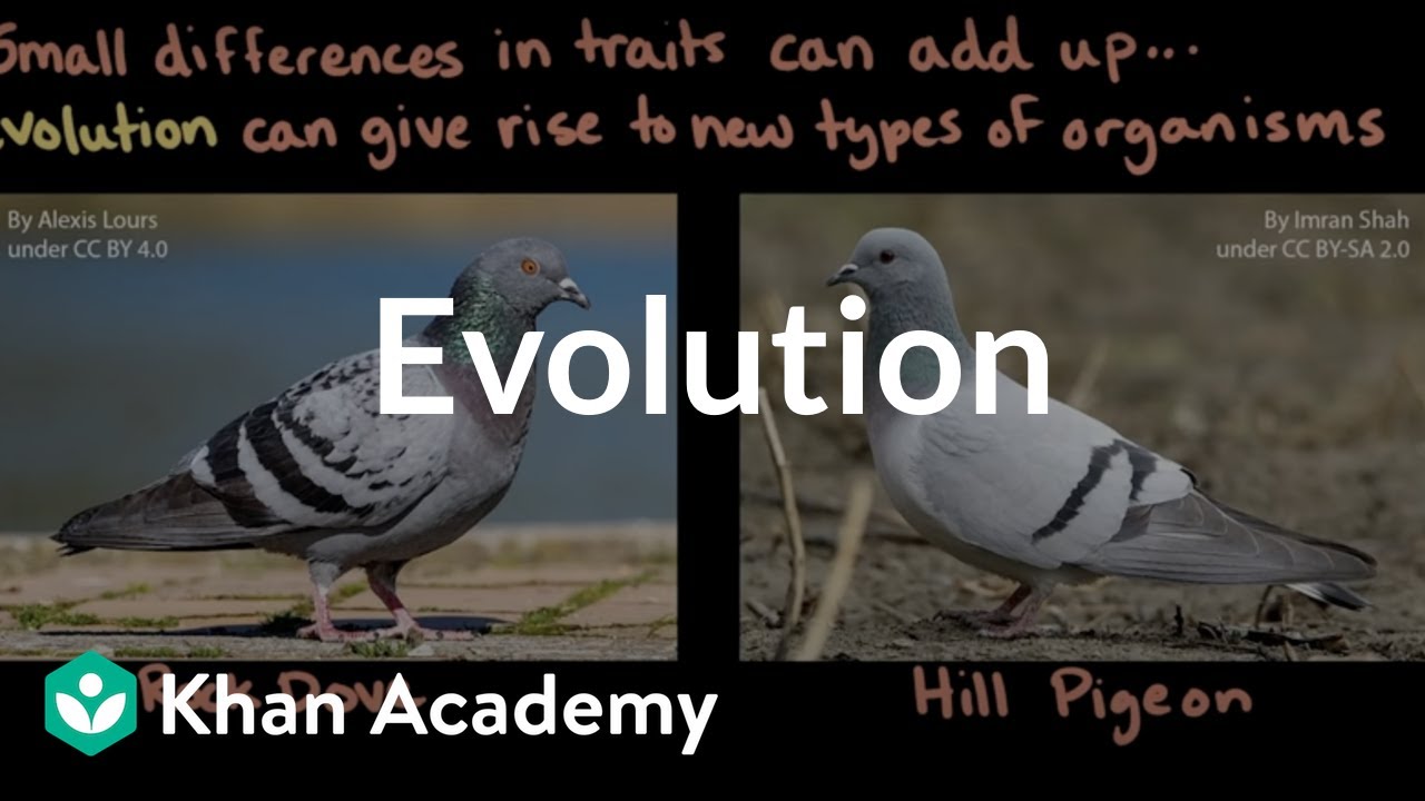 Evolution | Middle school biology | Khan Academy