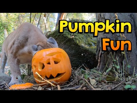 10 Zoo Animals Vs. Pumpkins