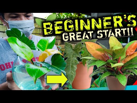 MOST AFFORDABLE PHILODENDRONS THAT WE KNOW. . .